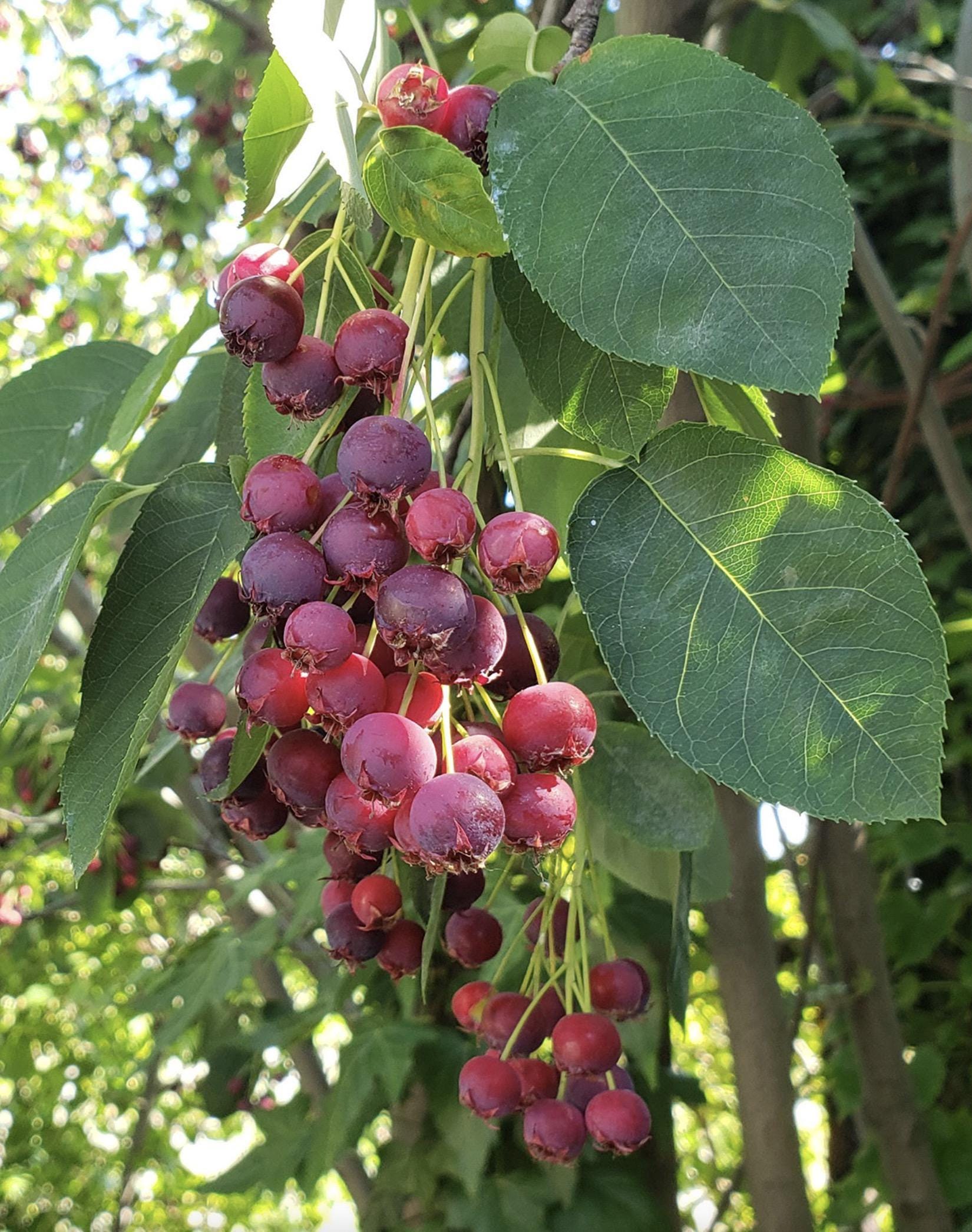 Scion Wood for Grafting - Fruit Tree Cuttings; Natives: Serviceberry ...