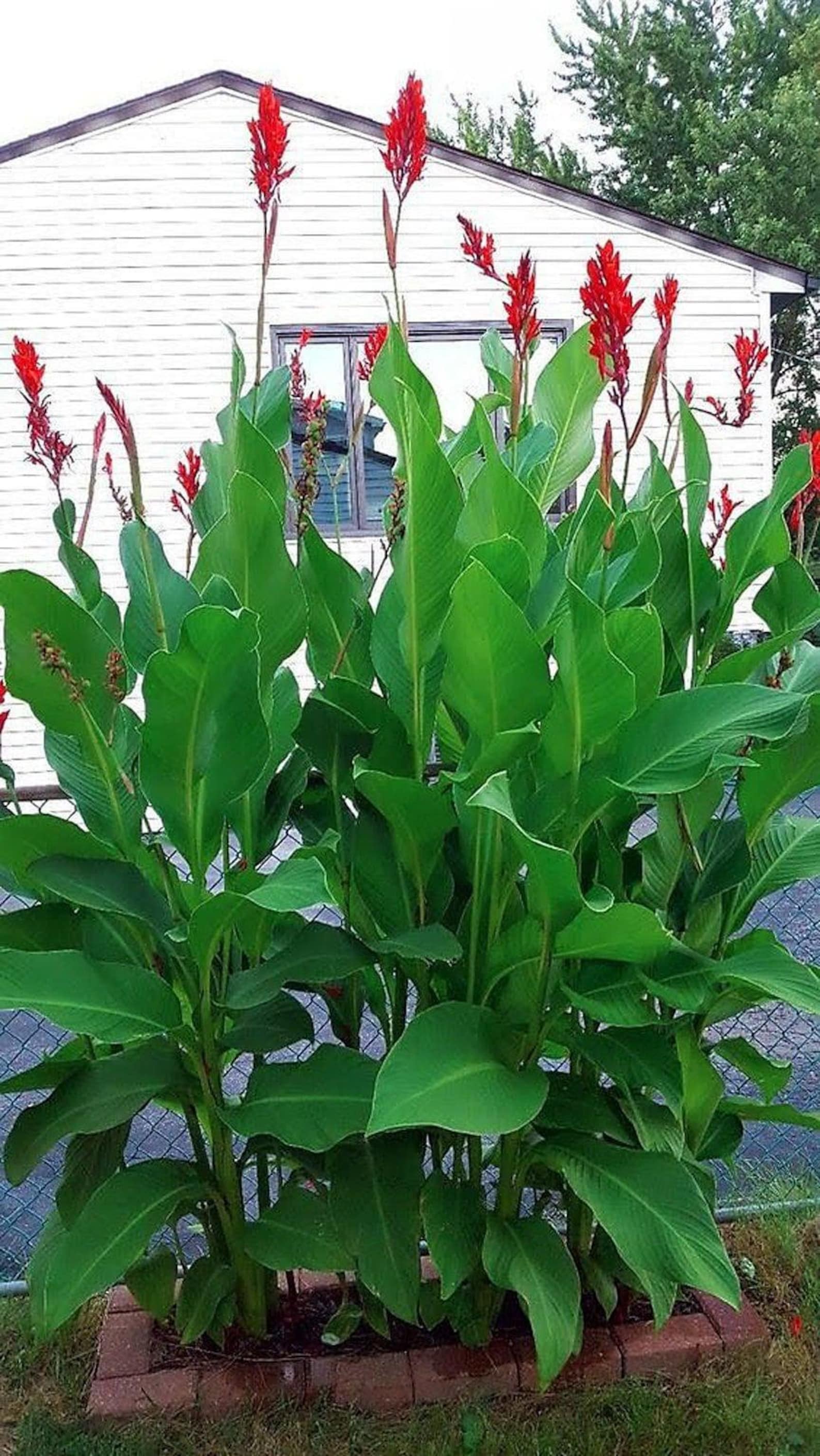 5 Red Cannas/canna Lily 'indian Indica Shot' Bulbs / Root Rhizomes - Etsy
