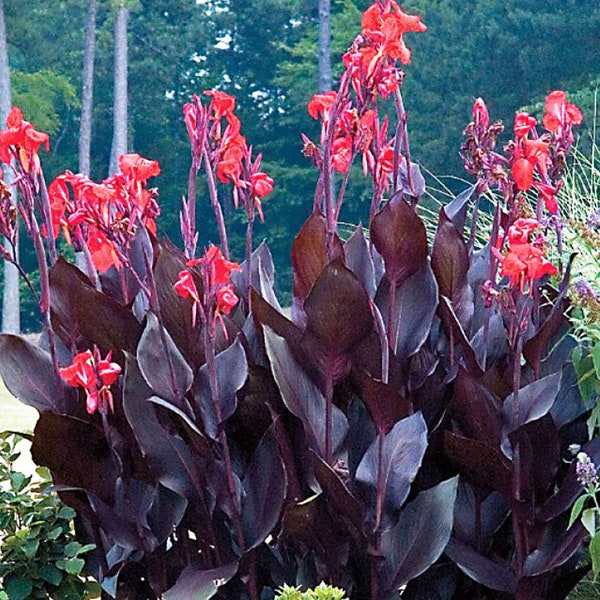 Black Knight Canna Bulbs - Etsy