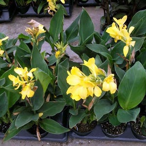 Cannova® Canna Lily Bulb - 1 Bulb - Yellow Cannas Plant Bulb/tuber ...
