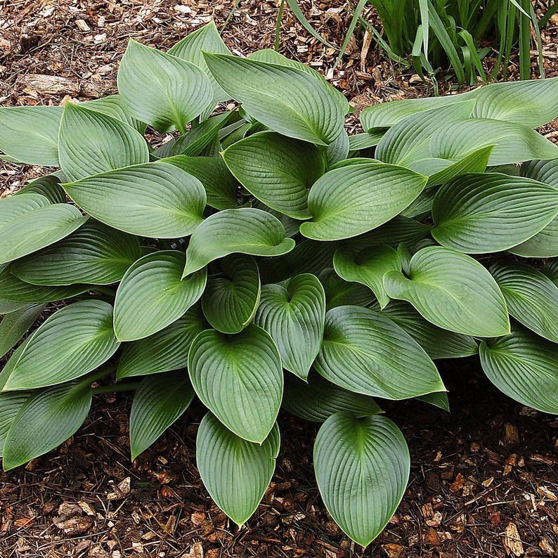 Hostas - Green Leaf Large [**MUST Buy 3 or More] - Etsy