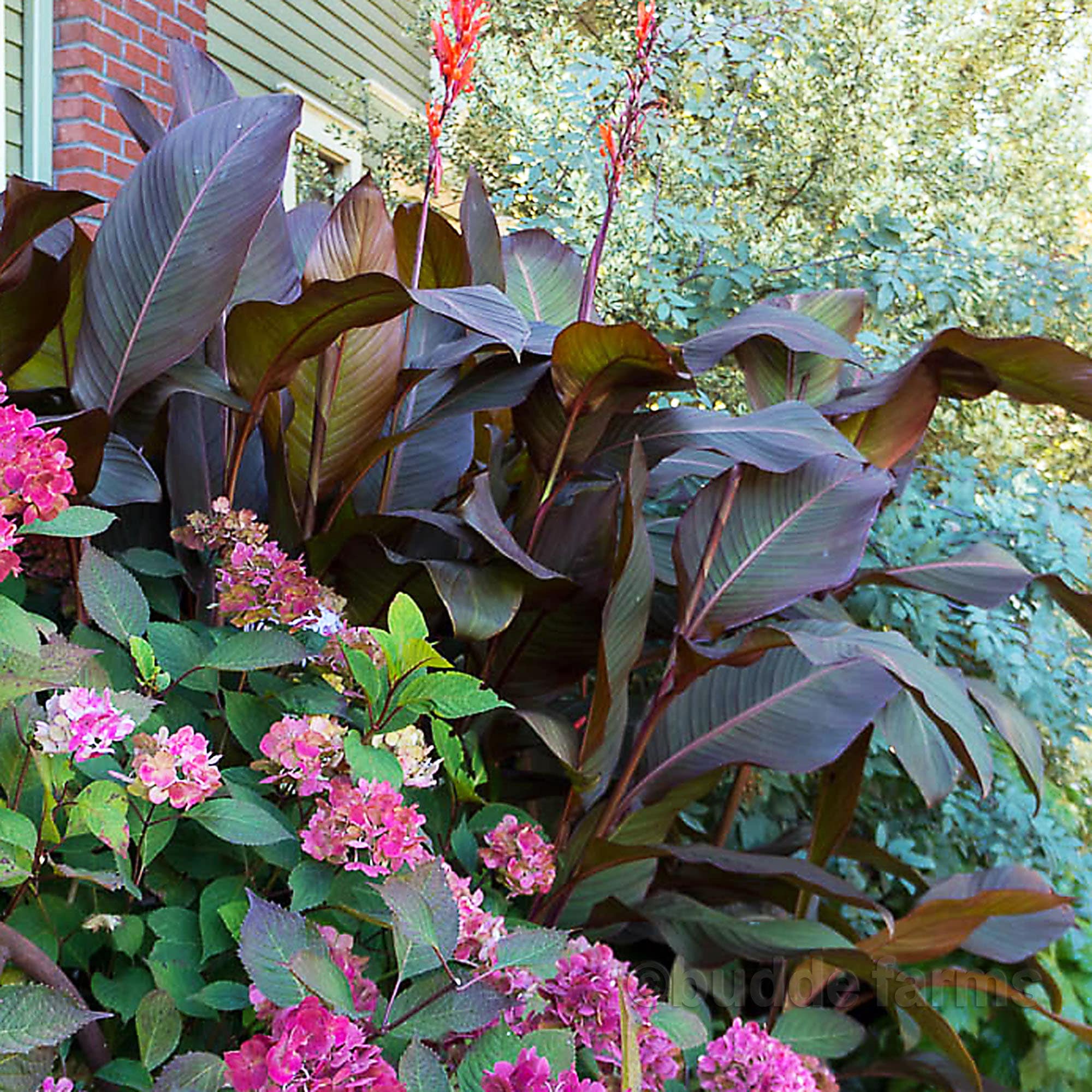 Canna Lily Bulbs Dark Red/purple Musifolia Large Tropical - Etsy Canada