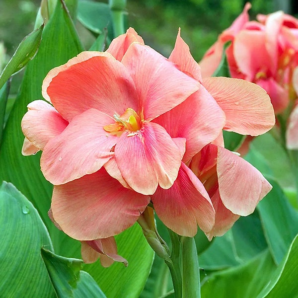 Pink Canna Lily - Etsy