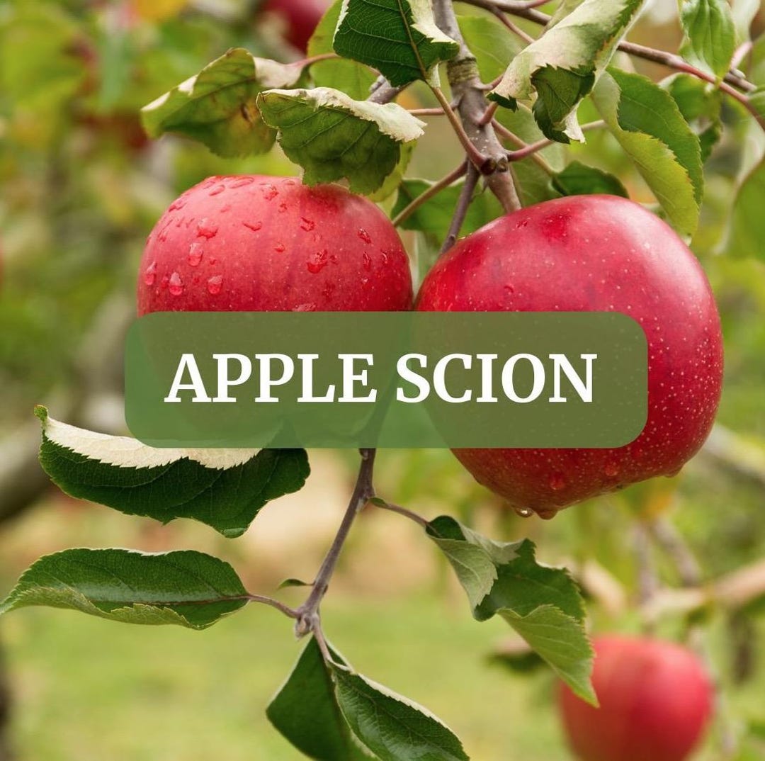 Apple Scion Variety Package (malus Sp.) Assorted Scionwood Cuttings for ...