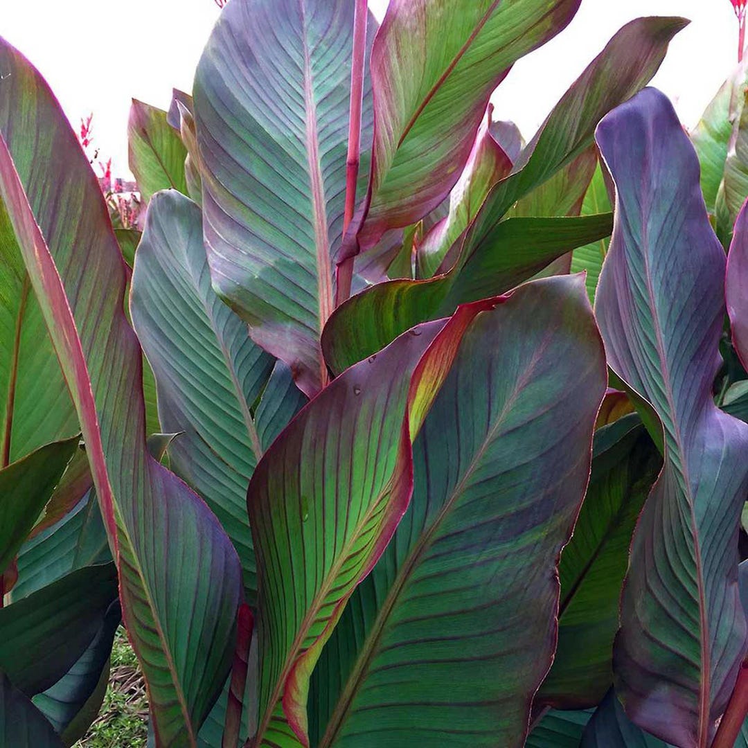 Giant Canna Lily Musifolia 'russian Red Leaf' Rhizome - Tropical Plant ...