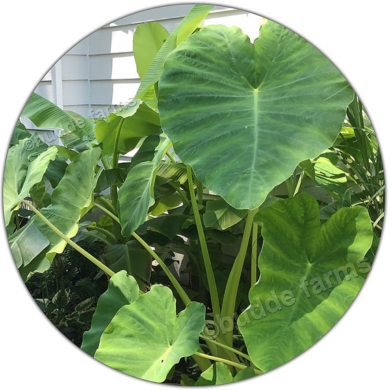 Bulbos De Orejas De Elefante Gigantes 🌱🫶 A Quien No Le Gustan