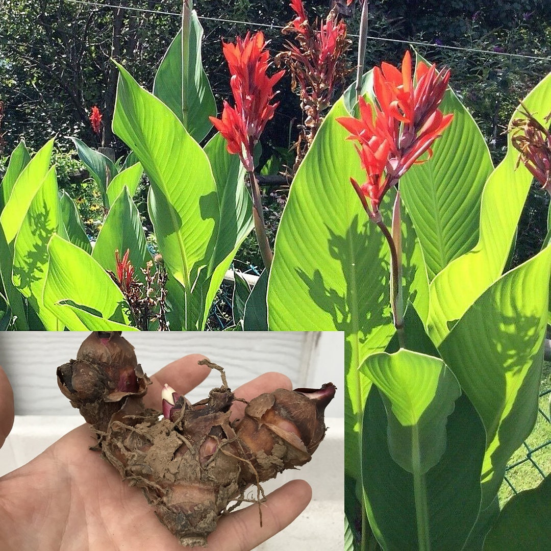 Canna Lily Bulbs - Large Green Tropical Plant With Red Flowers - Great ...