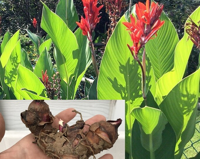 Canna Lily Bulbs Dark Red/purple Musifolia Large Tropical Plant W/ Red ...