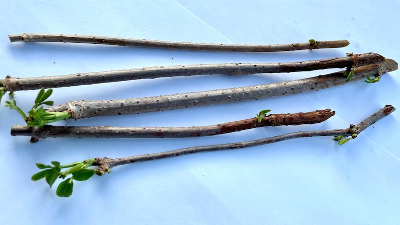 Elderberry Cutting Scion Wood (1 Piece) American Elder Fruit / Native ...