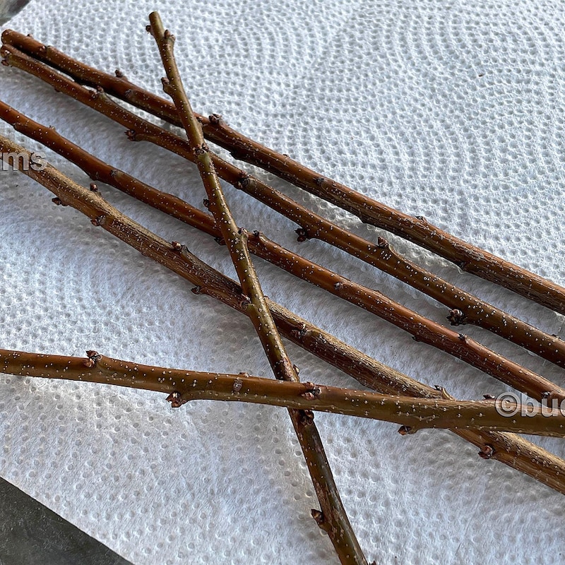 Grafted Mulberry Plant - Etsy