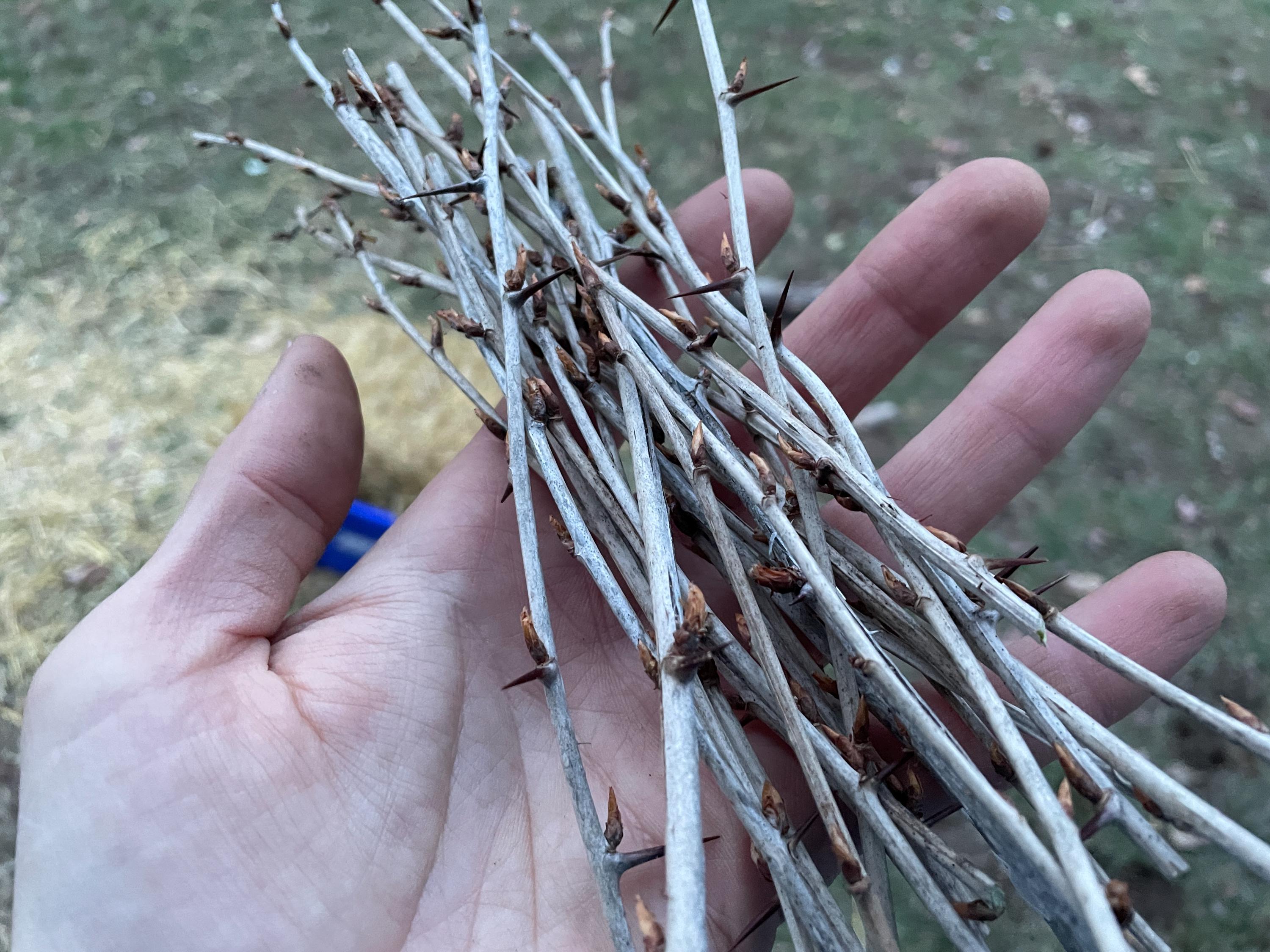 Scion Wood for Grafting - Fruit Tree Cuttings; Natives: Serviceberry ...