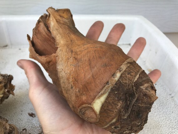 Bulbos De Orejas De Elefante Gigantes 🌱🫶 A Quien No Le Gustan