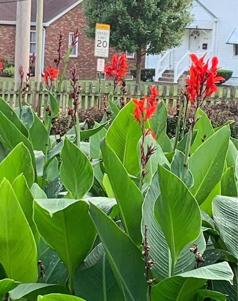 5 Red Cannas/canna Lily 'indian Indica Shot' Bulbs / Root Rhizomes - Etsy