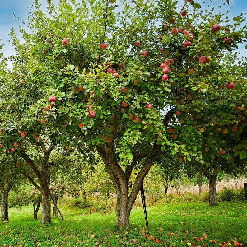 10-pack Apple Scion Wood Cuttings: Honeycrisp, Winecrisp, Enterprise ...