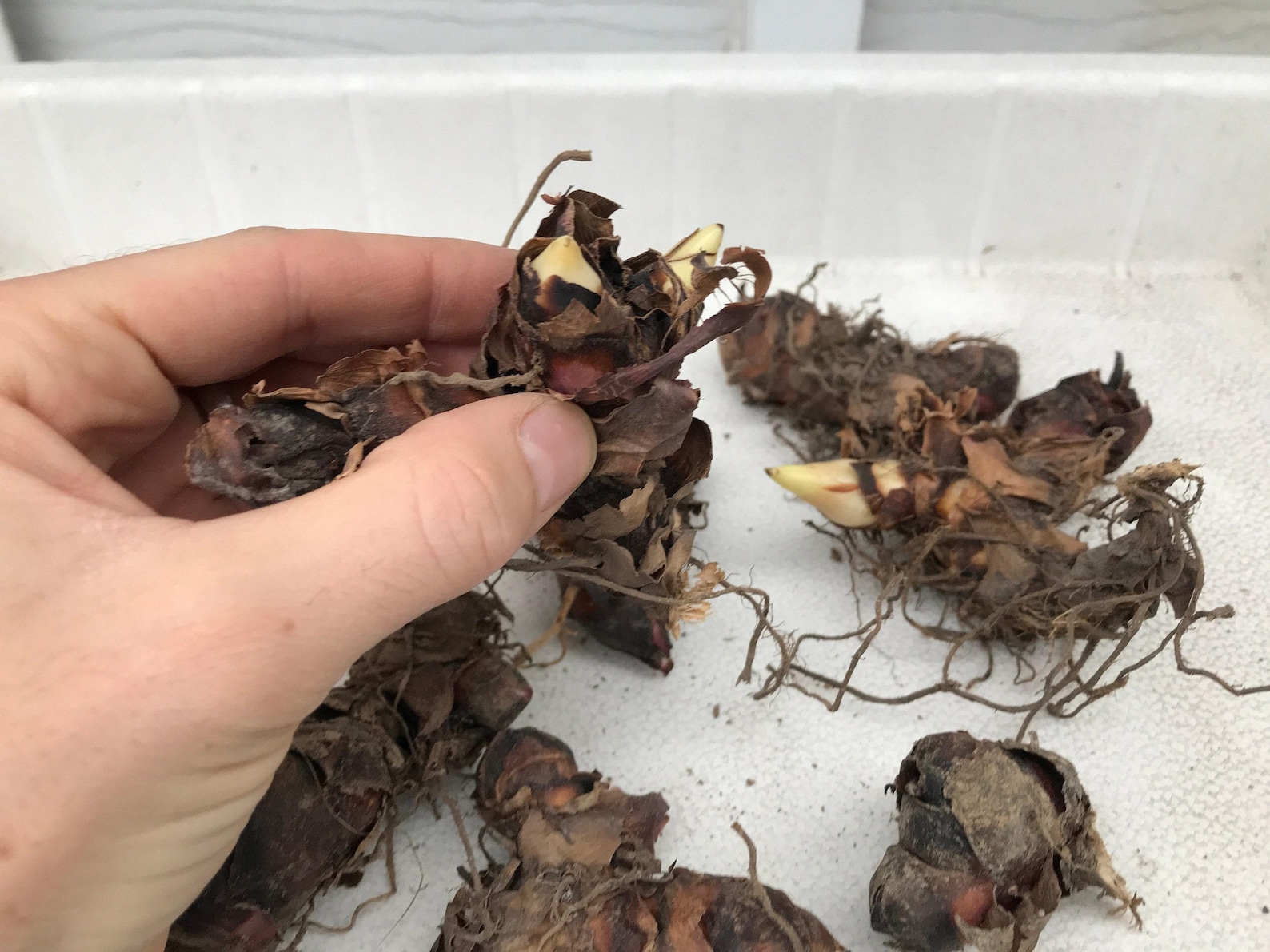 3 Red Canna Lily - Indian Canna Indica Shot Bulbs Root (rhizomes) - Etsy