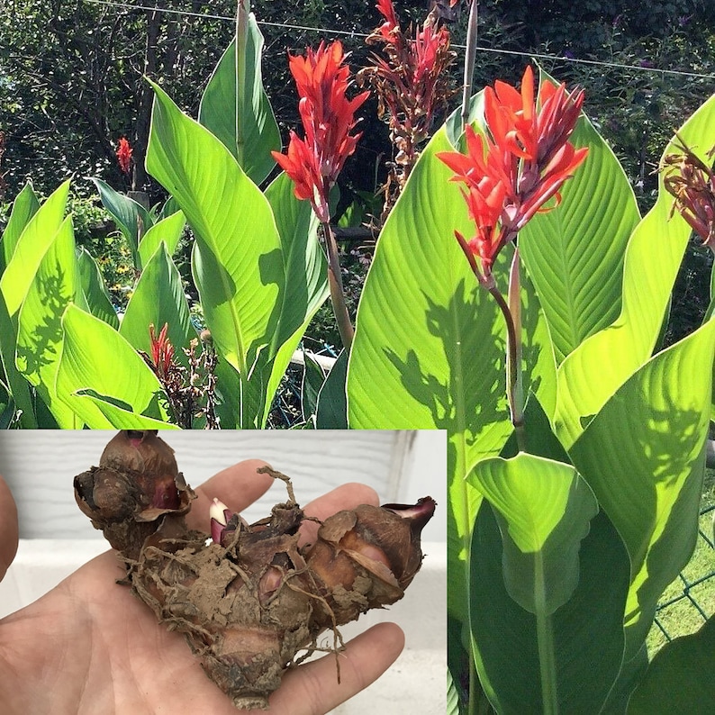 2-pack Canna Lily Lilly Bulbs Live Bulb Tropical Exotic - Etsy