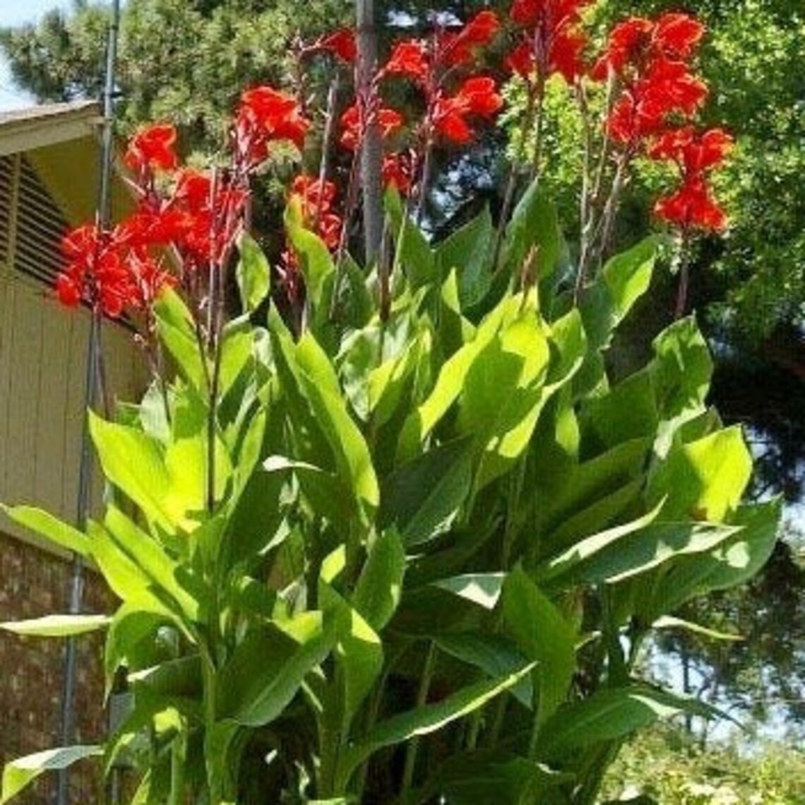 2 Red Canna Lily indian Canna Indica Shot Bulbs - Etsy