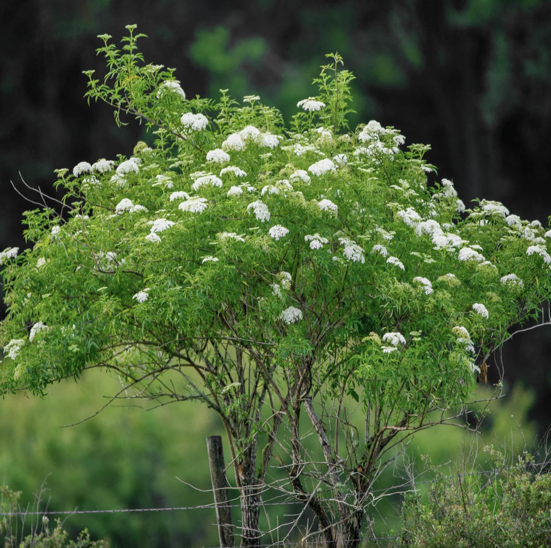 Scion Wood for Grafting - Fruit Tree Cuttings; Natives: Serviceberry ...