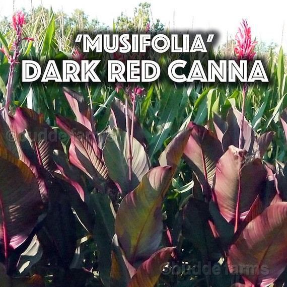 Musifolia Canna Lily Bulbs 1 Dark Red Cannas Bulb - Etsy