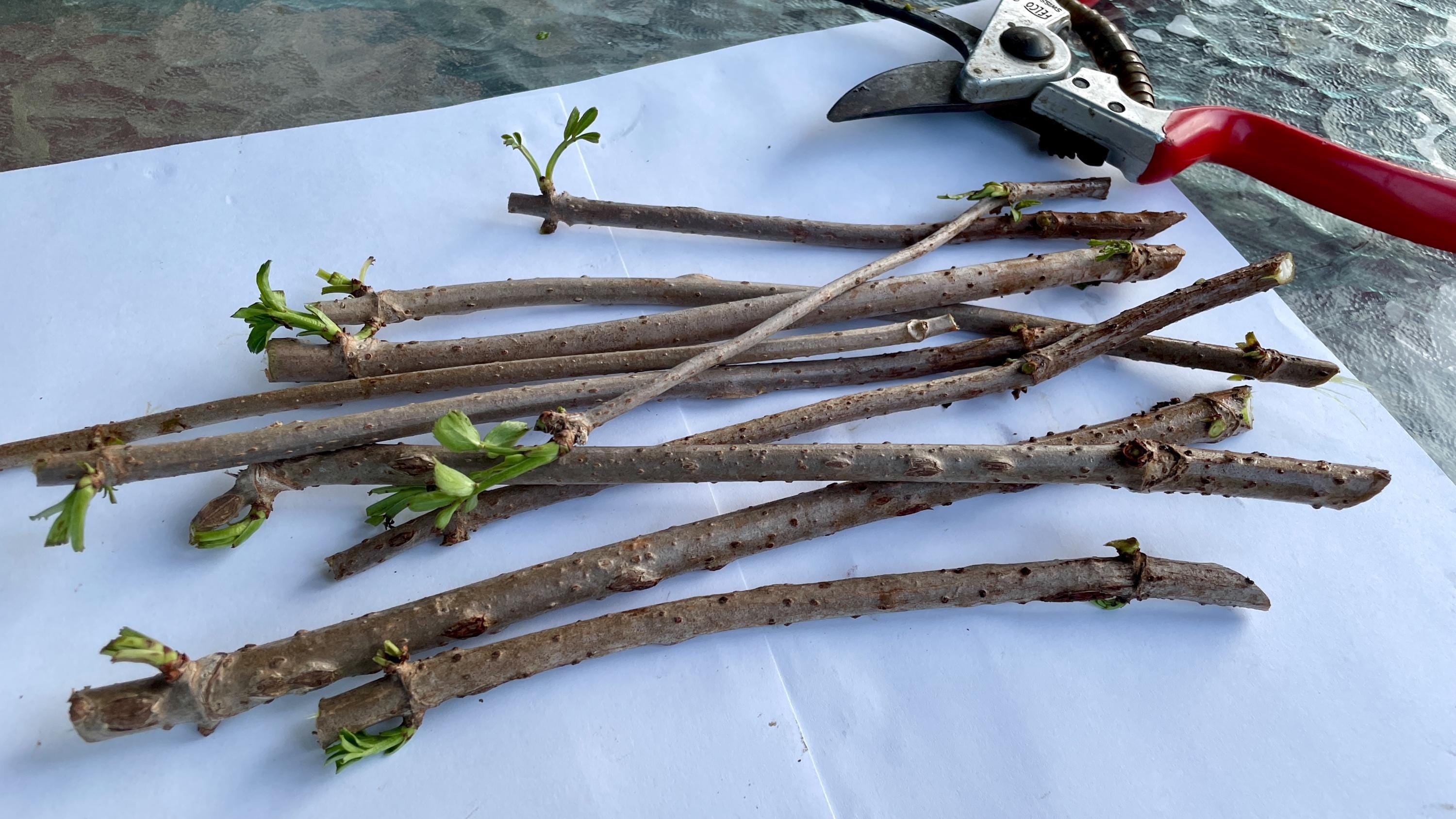Scion Wood for Grafting - Fruit Tree Cuttings; Natives: Serviceberry ...