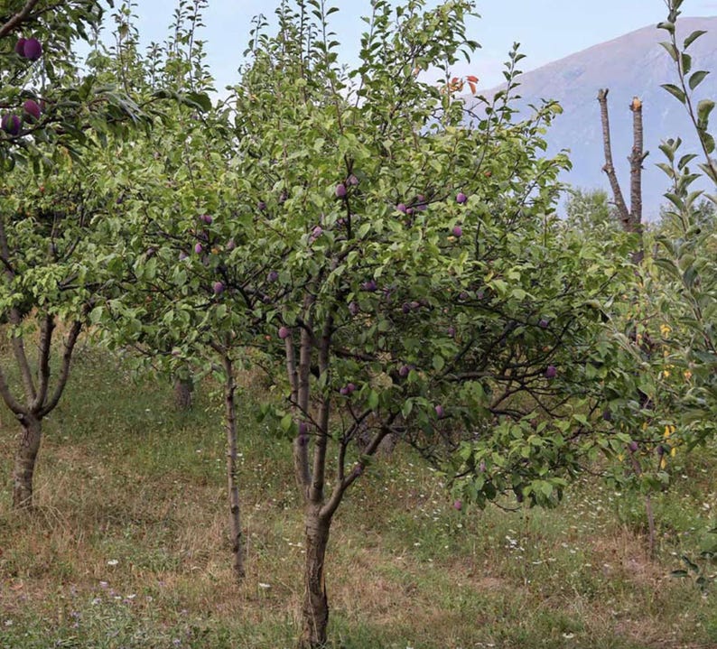 4-pack Scion Wood for Grafting - Plum Fruit Tree Cuttings; Methley ...