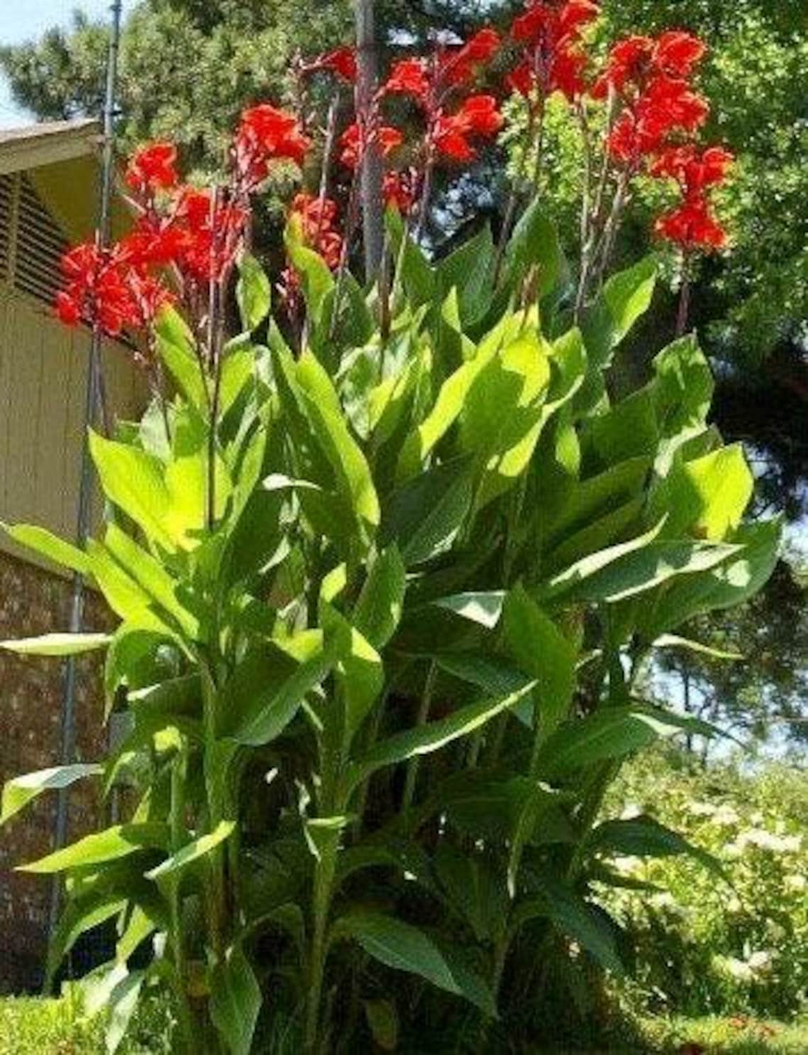 5 Red Cannas/canna Lily 'indian Indica Shot' Bulbs / Root Rhizomes - Etsy