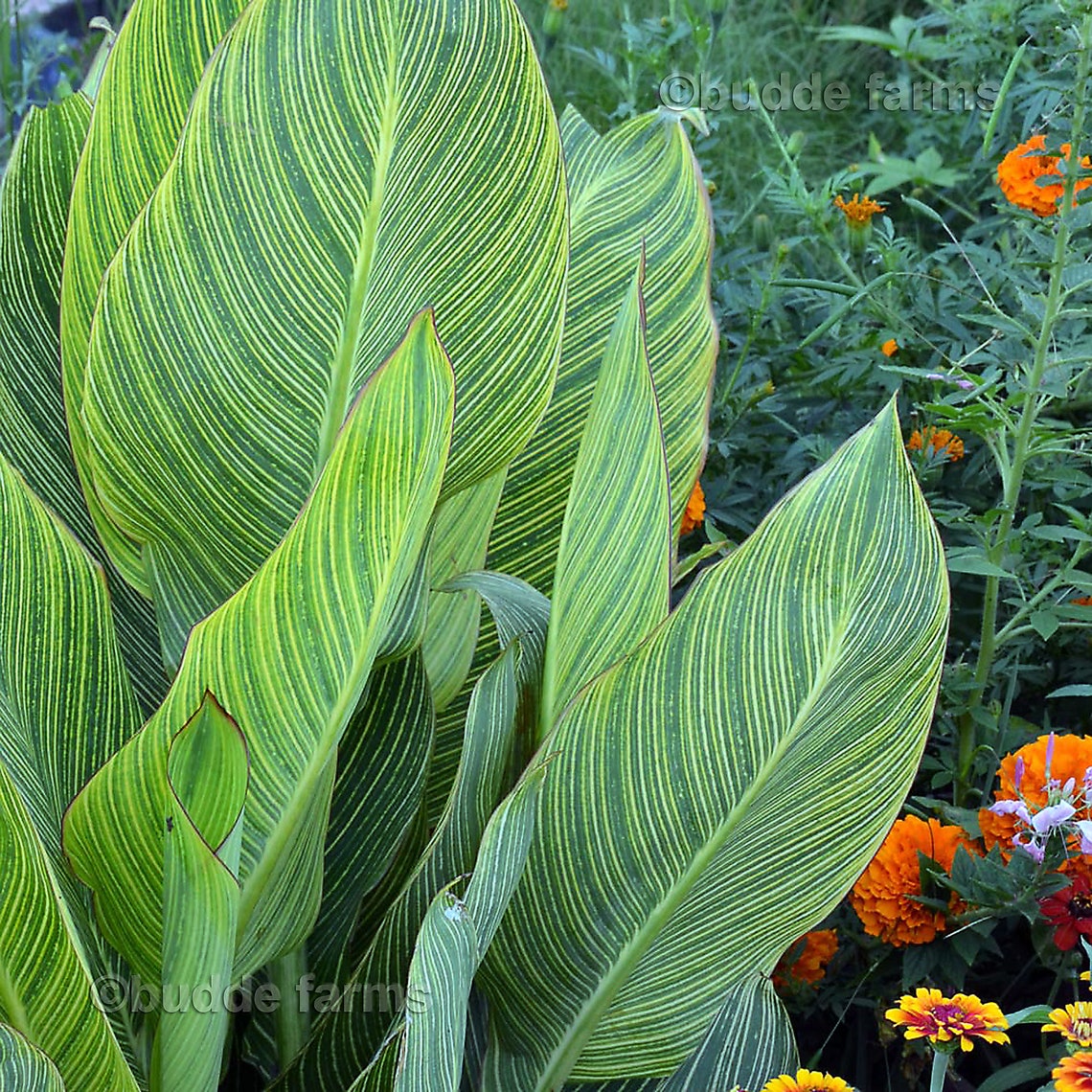 Pretoria Bengal Tiger Premium Canna Lily Bulbs 1 Bulb Large - Etsy