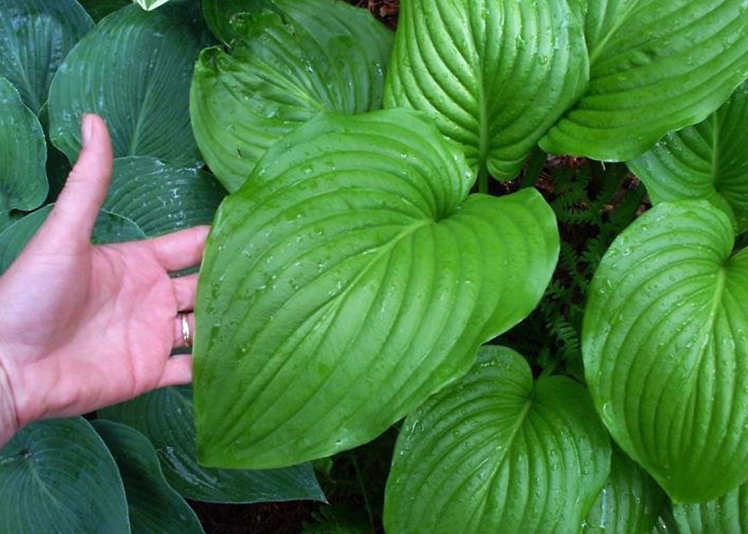 Hostas Green Leaf Fancy Variety! - Choose Your Selection: 1 Bulb, 2 ...