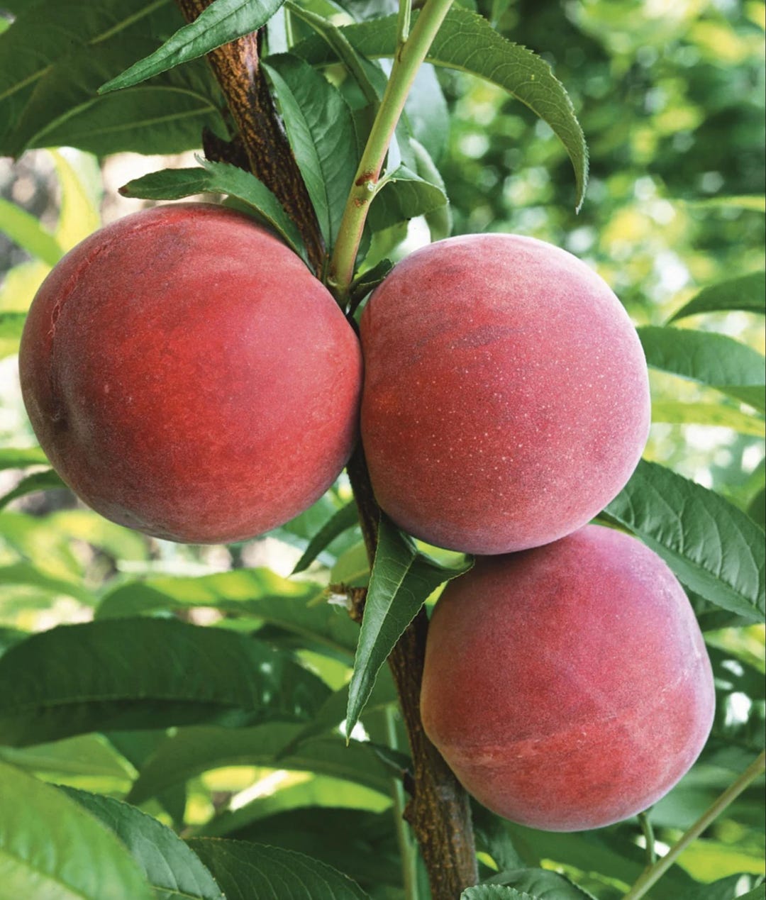 10-pack Peach Scion Wood - Flamin' Fury JUMBO Peach - Etsy