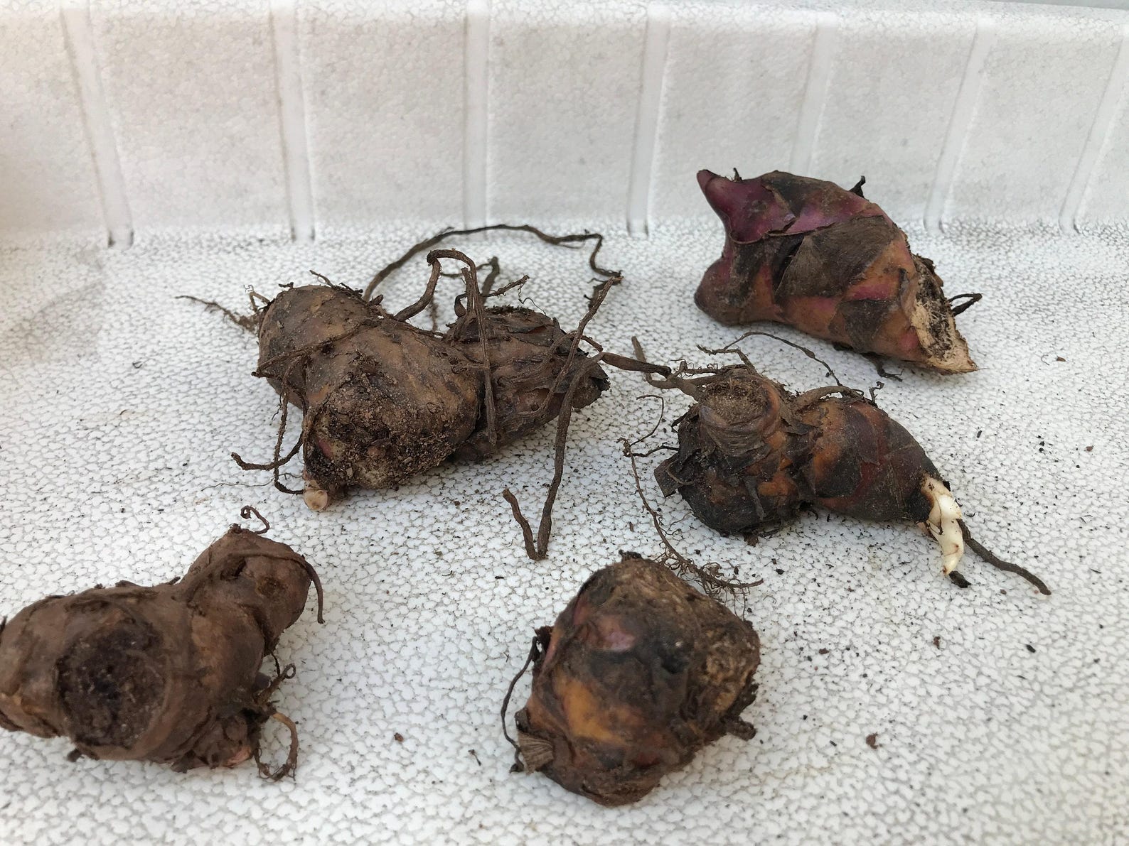 5 Red Cannas/canna Lily 'indian Indica Shot' Bulbs / Root Rhizomes - Etsy
