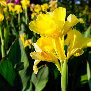 Cannova® Canna Lily Bulb - 1 Bulb - Yellow Cannas Plant Bulb/tuber ...