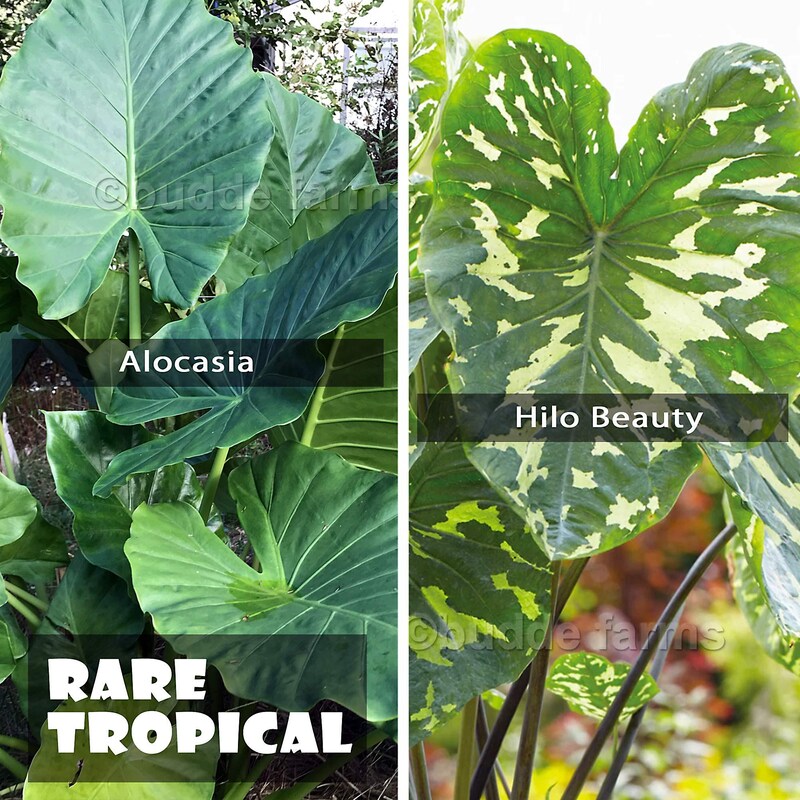 Colocasia Mojito - Etsy