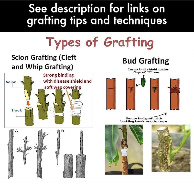 5-pack - Pear Cuttings (scion Wood for Grafting) - Etsy