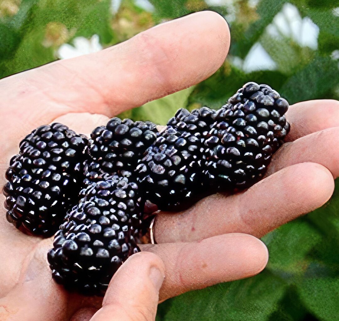 Blackberry Cuttings - Prime Ark Freedom (5 Plant Cuttings for ...