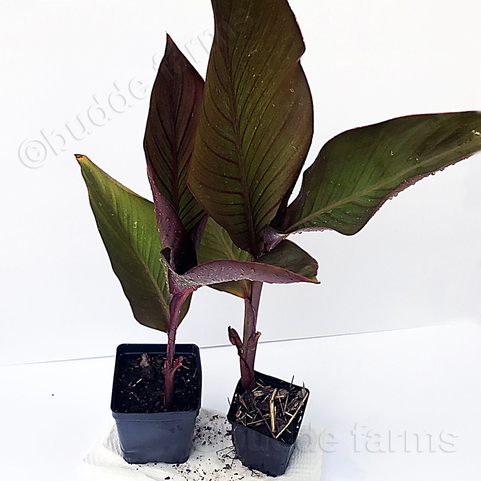 Musifolia Canna Lily Bulbs 1 Dark Red Cannas Bulb - Etsy