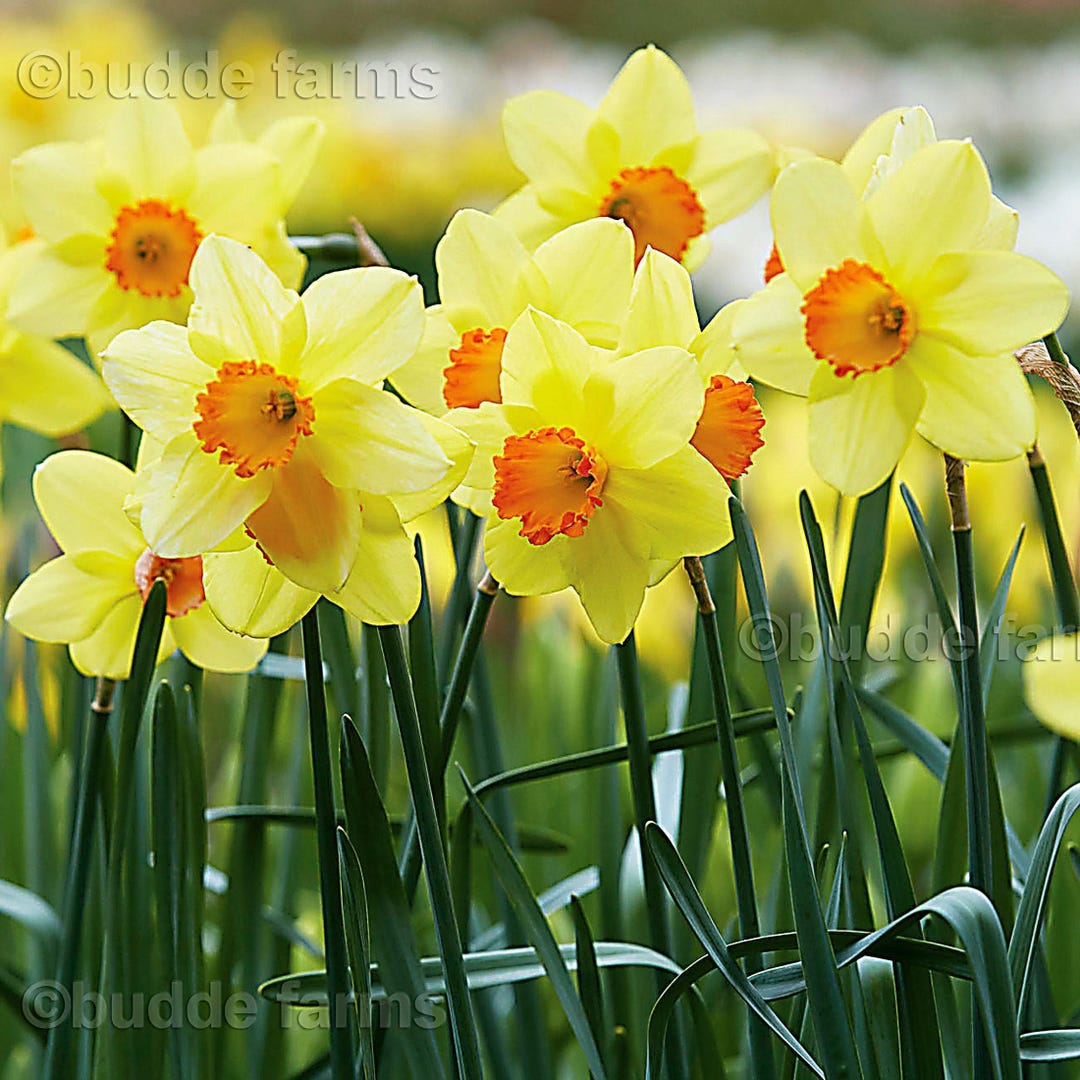 Red Devon Daffodil Bulb: Large-cupped Yellow Bloom, Fall Planting (1 ...
