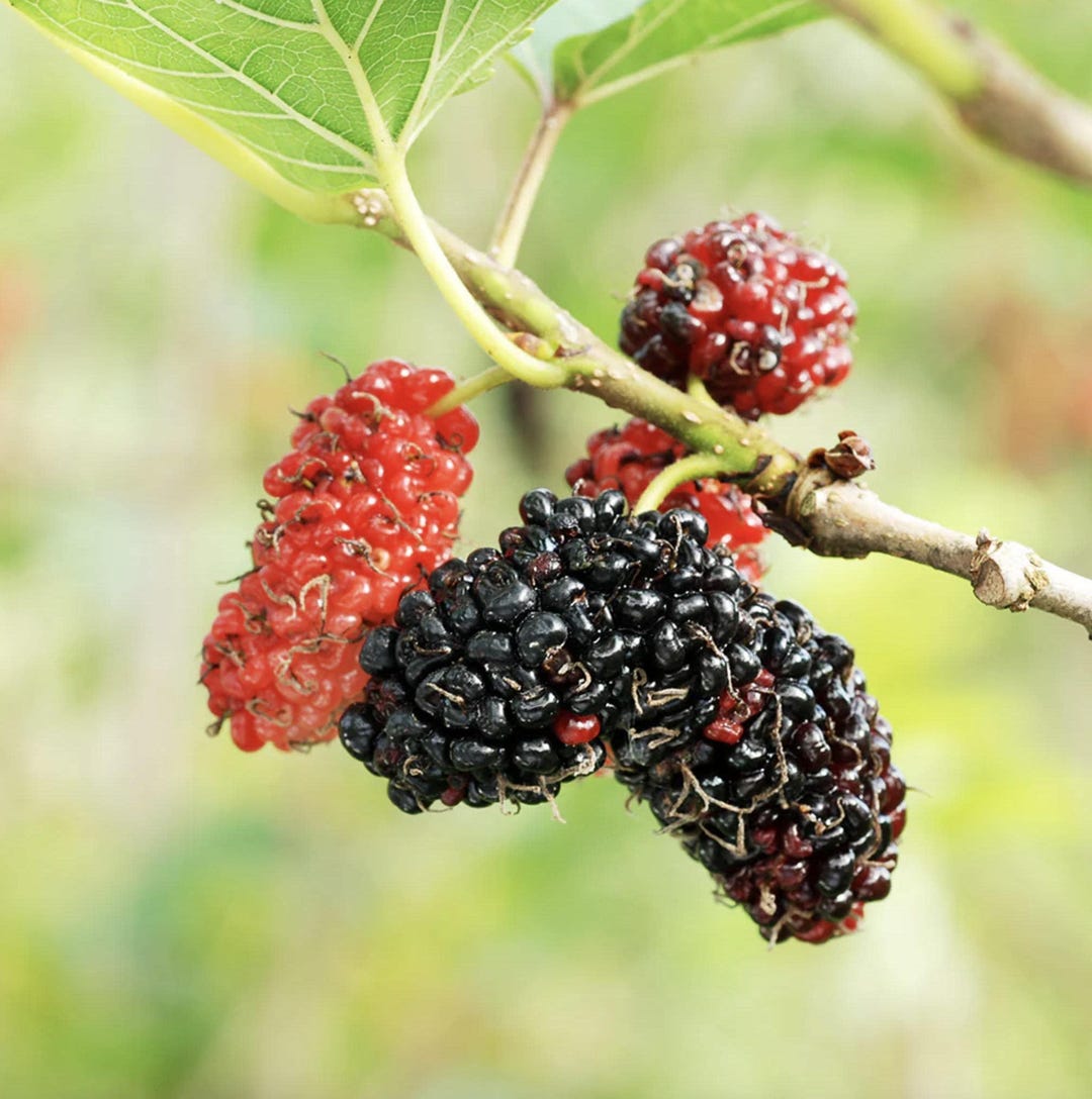 Mulberry Fruit Tree - Bare Root Seedling - Etsy