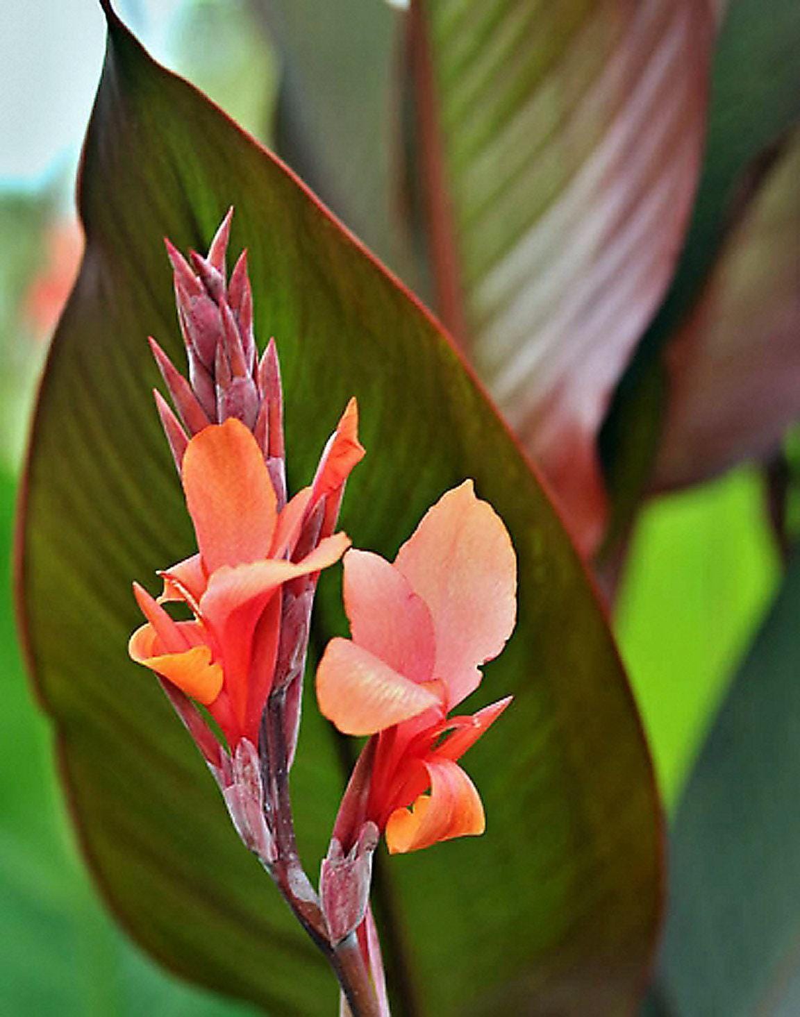 Giant Canna Lily Musifolia 'russian Red Leaf' Rhizome - Tropical Plant ...