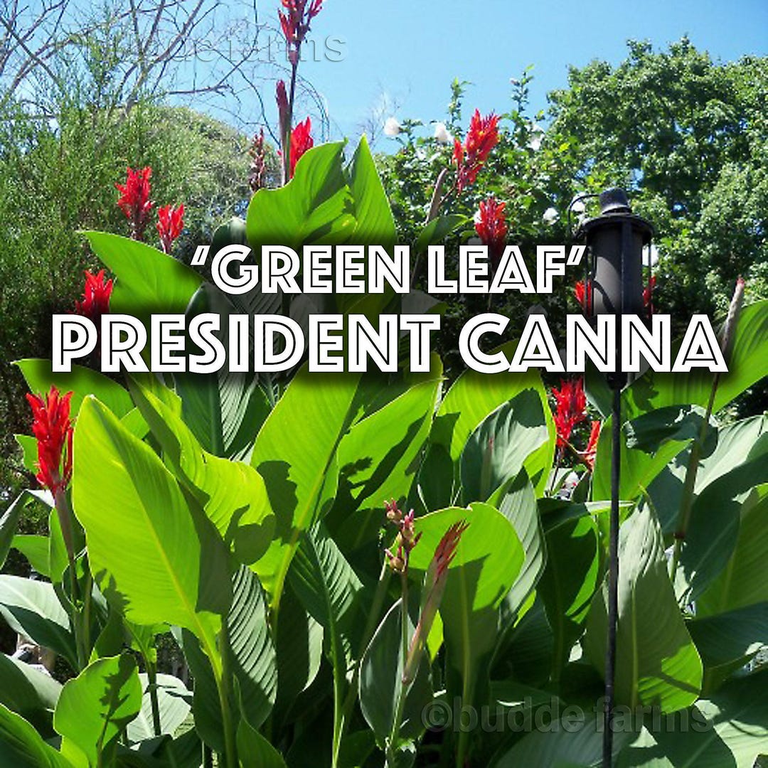 Red Canna Lily Bulb: Live Tropical Plant - the President Variety - Etsy