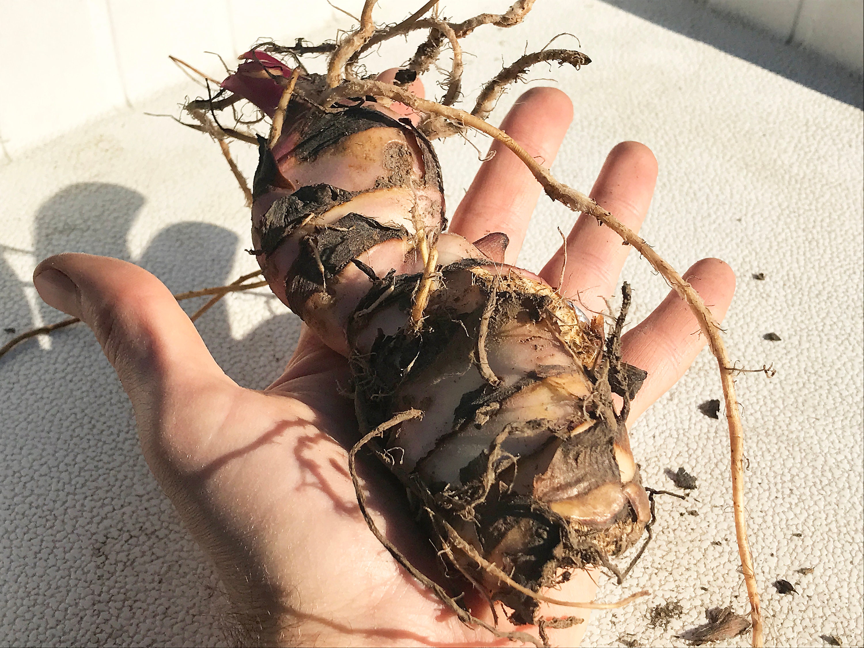Extra Large Canna Lily Bulb 1 Dark Red Purple Musifolia - Etsy Canada Extra Large Canna Lily Bulb 1 Dark Red Purple Musifolia - Etsy Canada