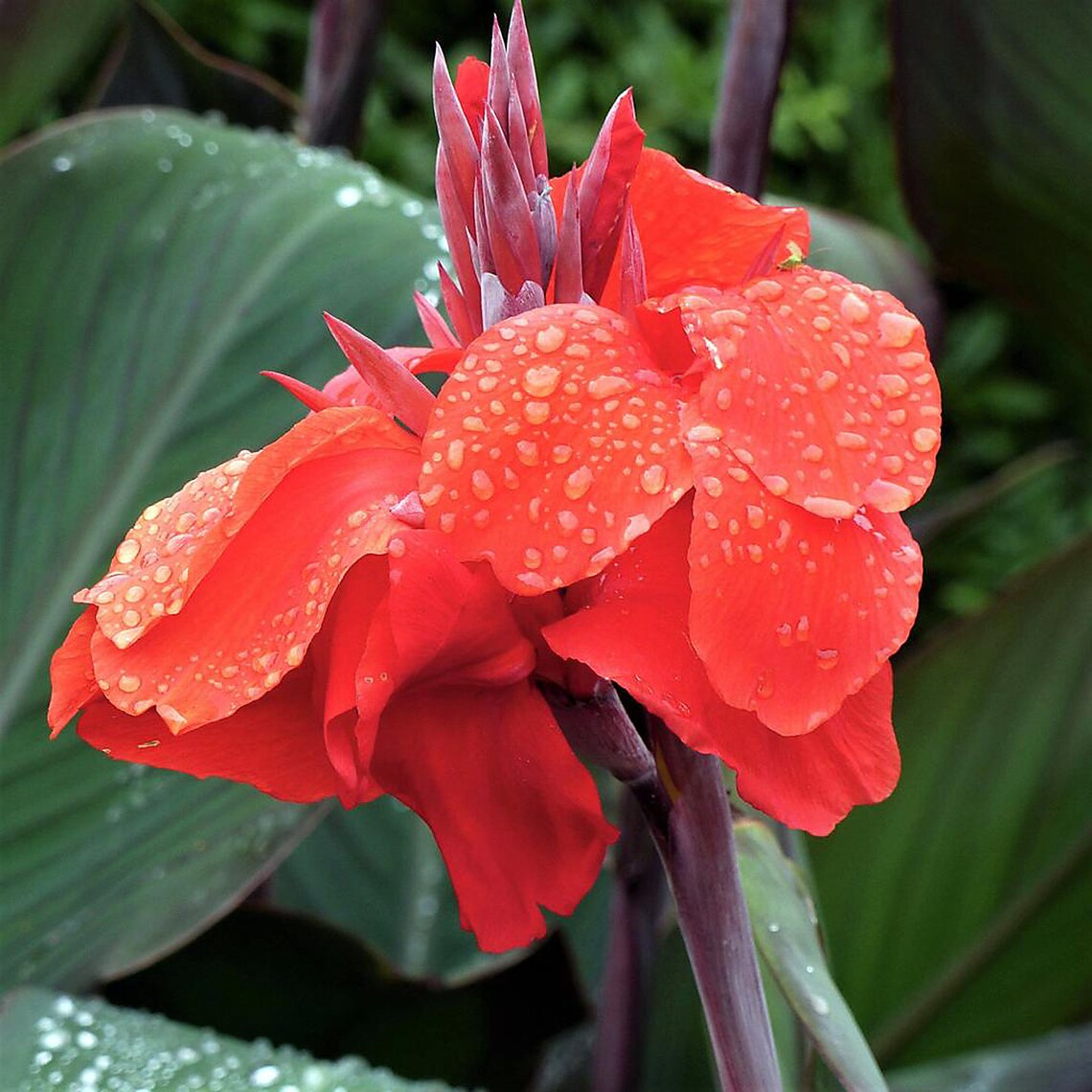 Giant Dark Red/purple Live Canna Lily 1 LG/XL Extra Large | Etsy