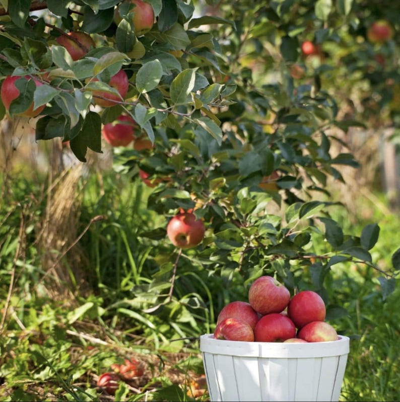 Apple Scion Variety Package (malus Sp.) Assorted Scionwood Cuttings for ...