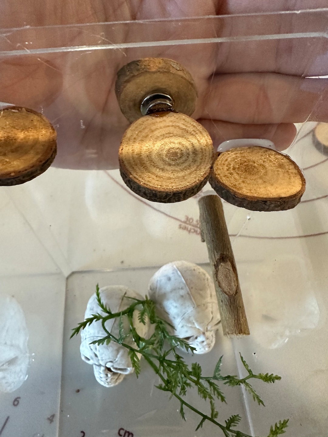 Jumping Spider Log Ledge - Etsy