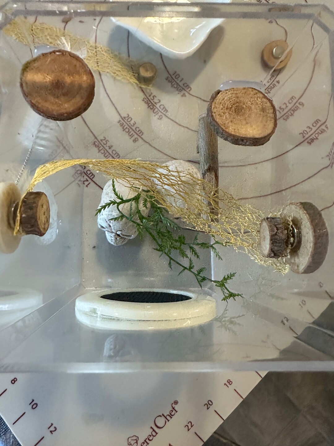 Jumping Spider Web Ladder - Etsy