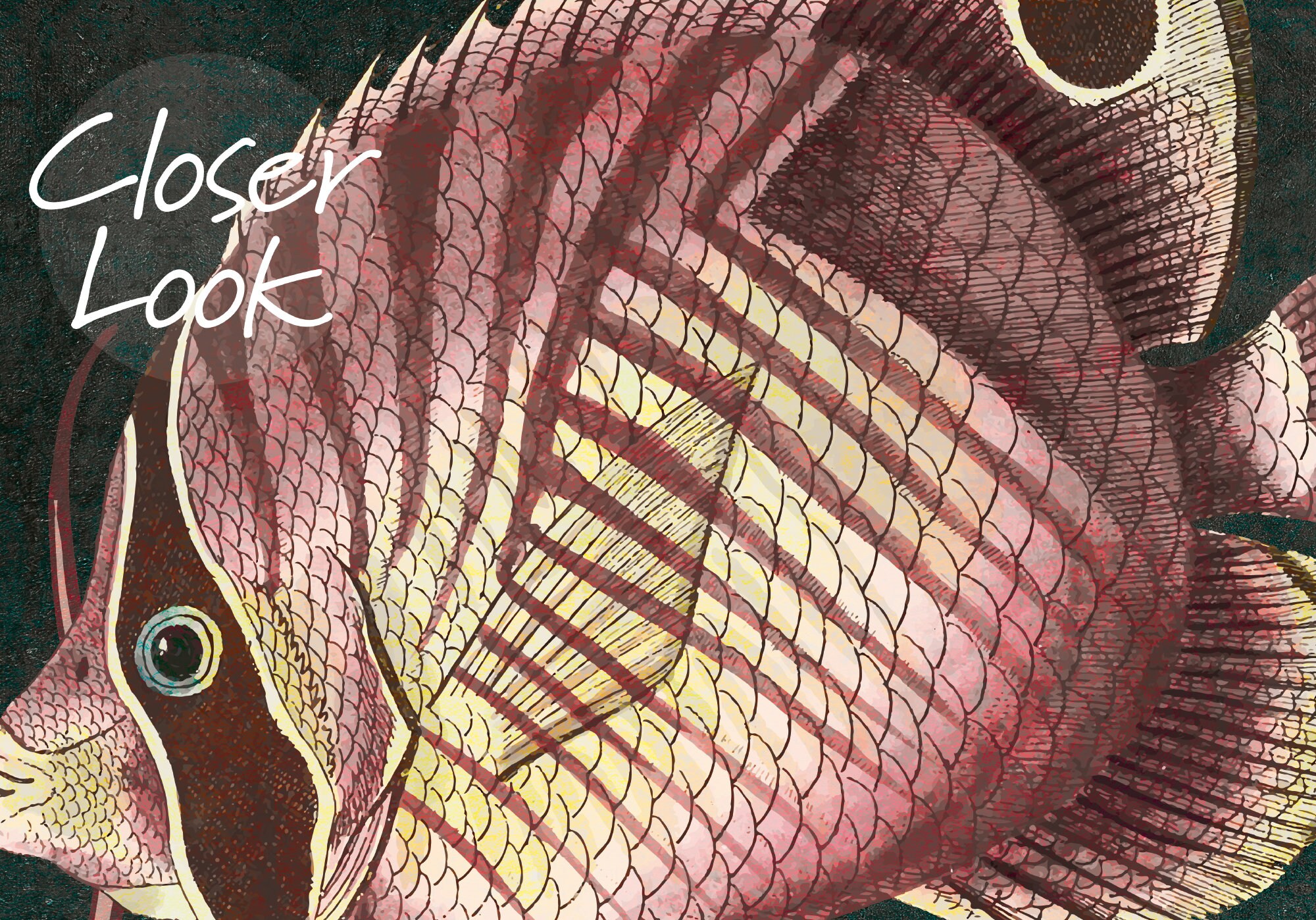 Nostalgic Underwater Art Wallpaper Vintage Fish Wall Mural | Etsy