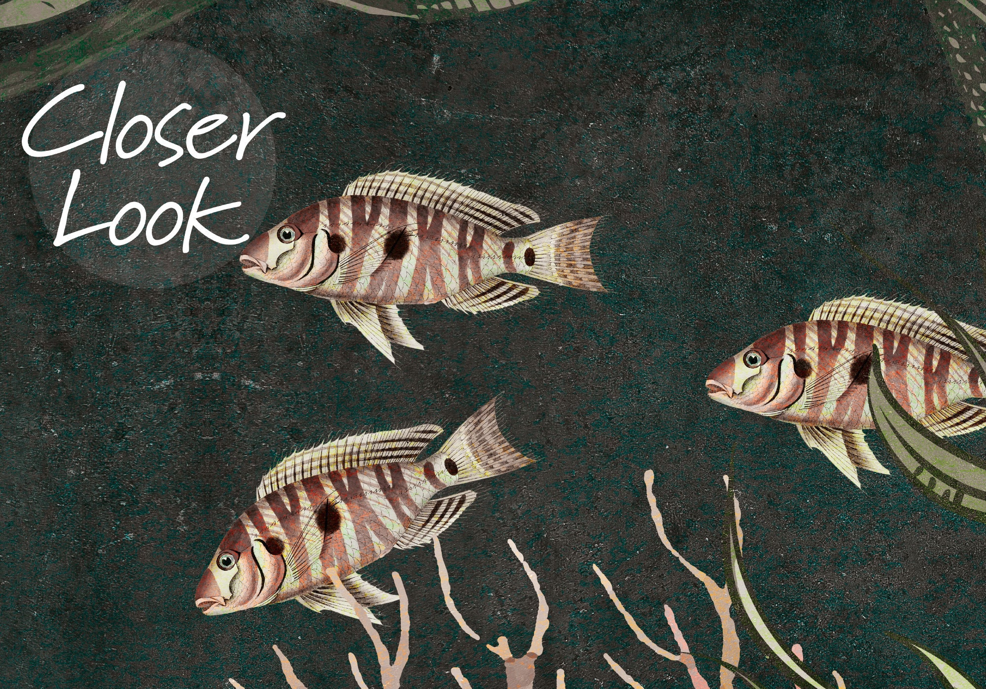 Nostalgic Underwater Art Wallpaper Vintage Fish Wall Mural | Etsy