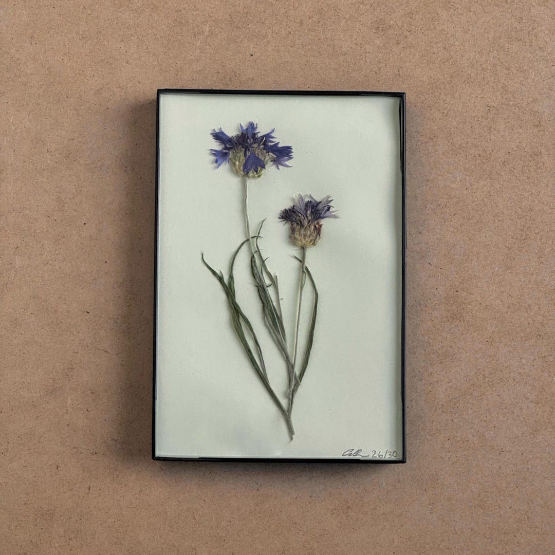 Mini Botanical Specimen Tile 26/30,(pressed Flowers, Pressed Flower Art ...