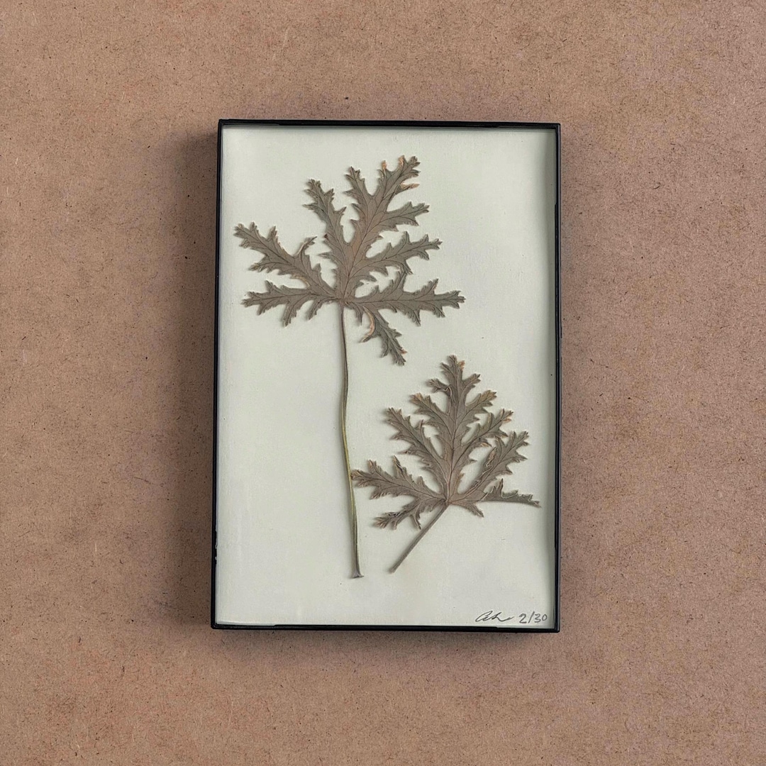 Mini Botanical Specimen Tile, 2/30 (pressed Flowers, Pressed Flower Art ...