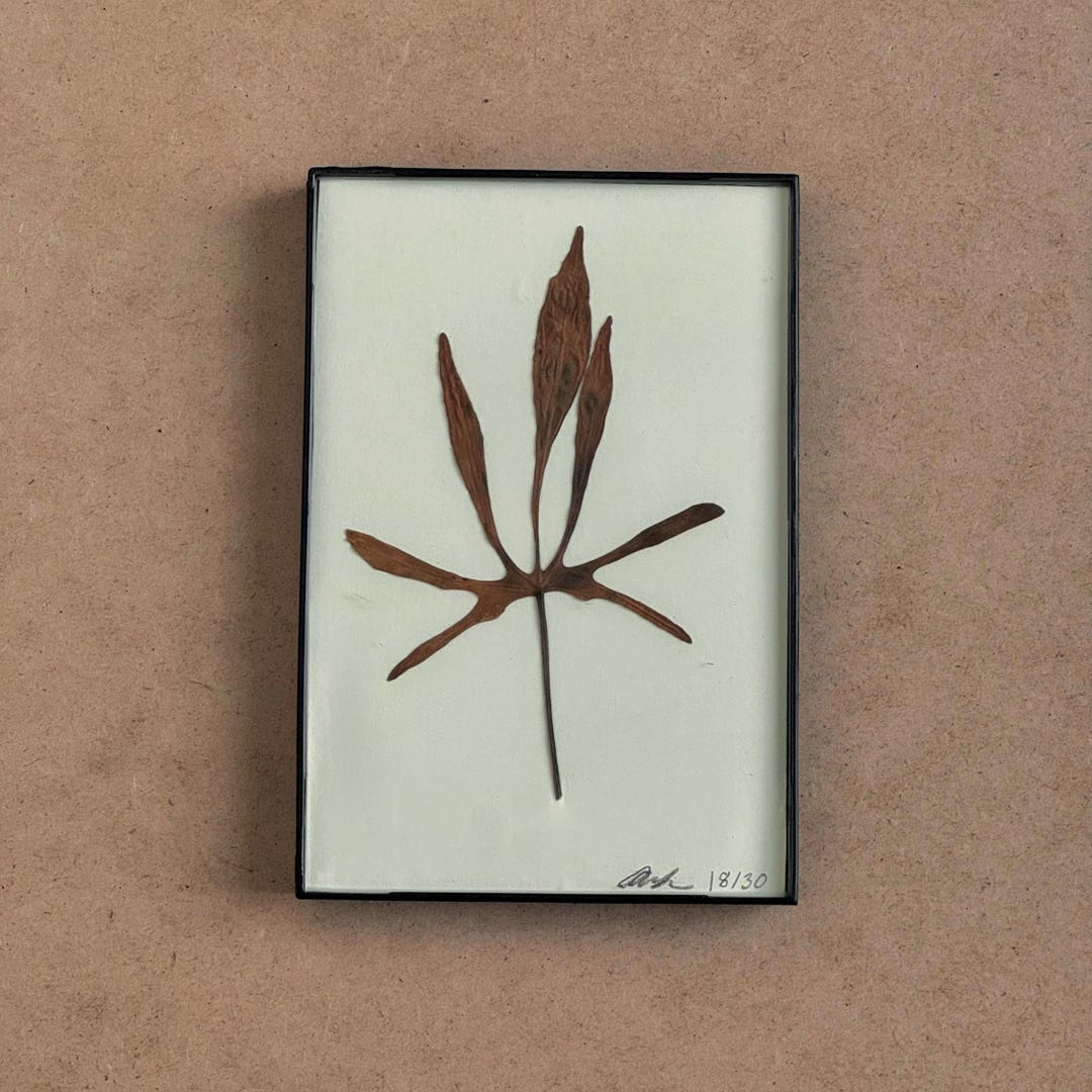 Mini Botanical Specimen Tile 18/30, pressed Flowers, Pressed Flower Art ...