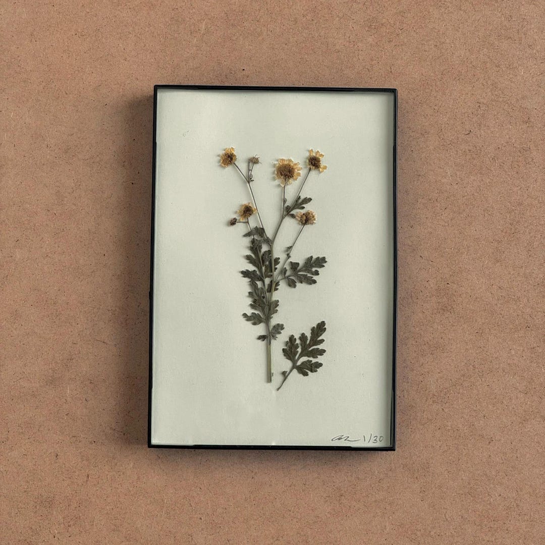 Mini Botanical Specimen Tile 1/30, Pressed Flower, Herbarium, Decor - Etsy